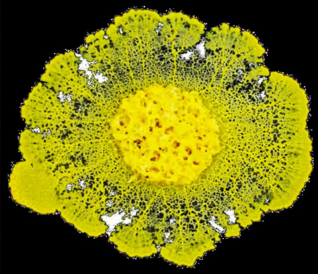 Slime mold with super intelligence, smarter than Chat GPT, and can even ...