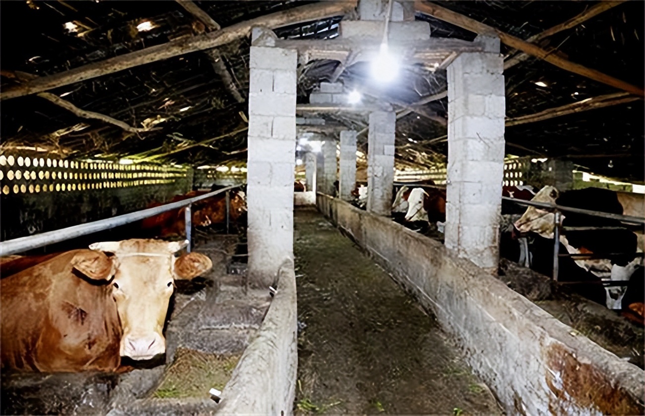 What is the best way to disinfect the cow pen?What is the general ...