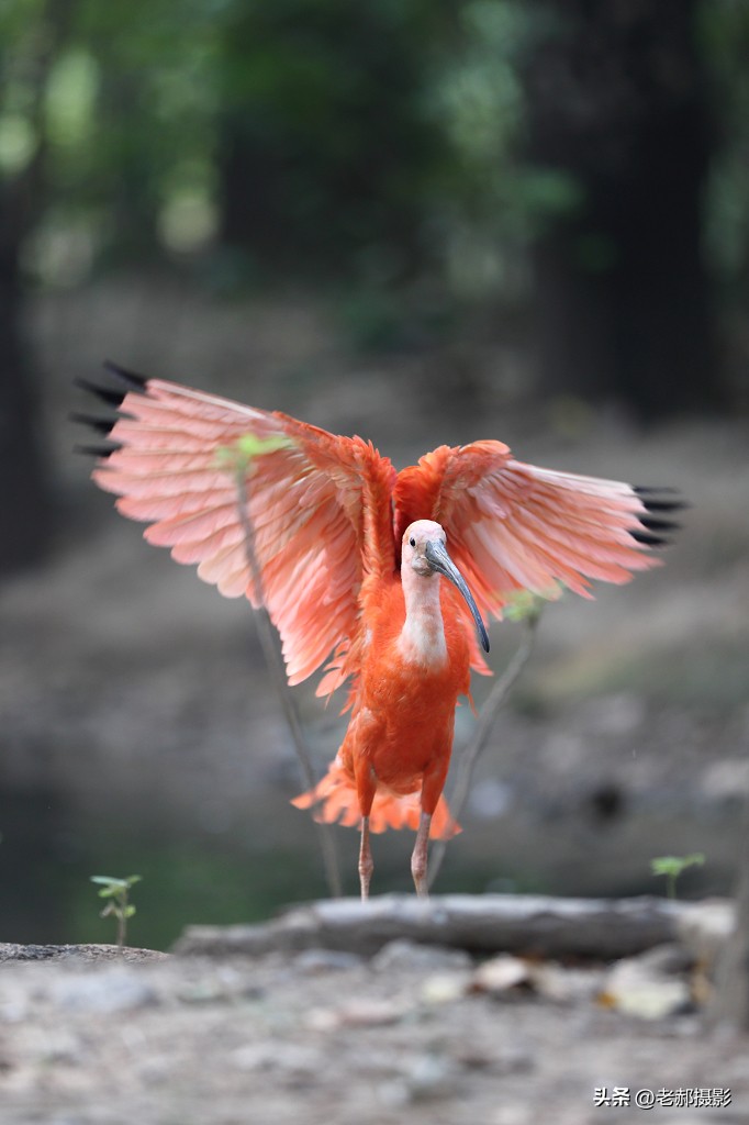 The reddest bird in the world——(not the crested ibis, do you know what ...
