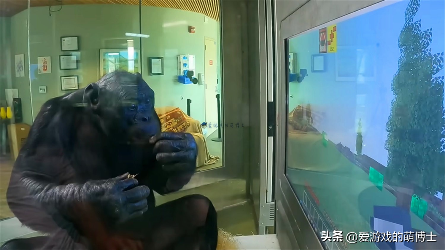 Maybe your teammates aren't human? Chimpanzee learns to play Minecraft ...