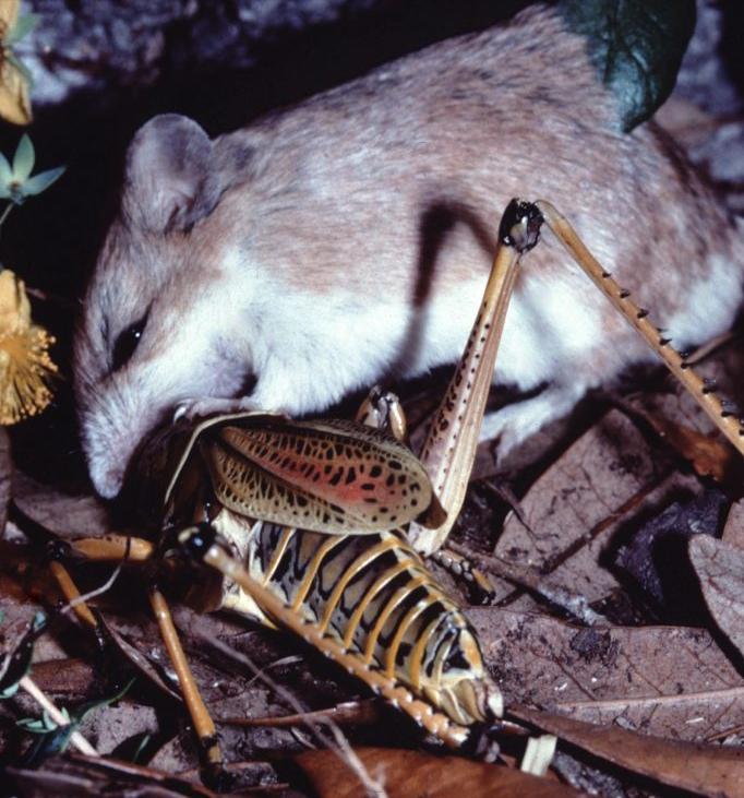 A real beast with a soft and cute appearance - a locust-eating rat, a ...