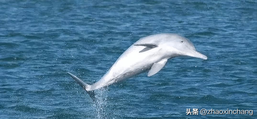 Fantastic Species - Baiji Dolphin - iMedia