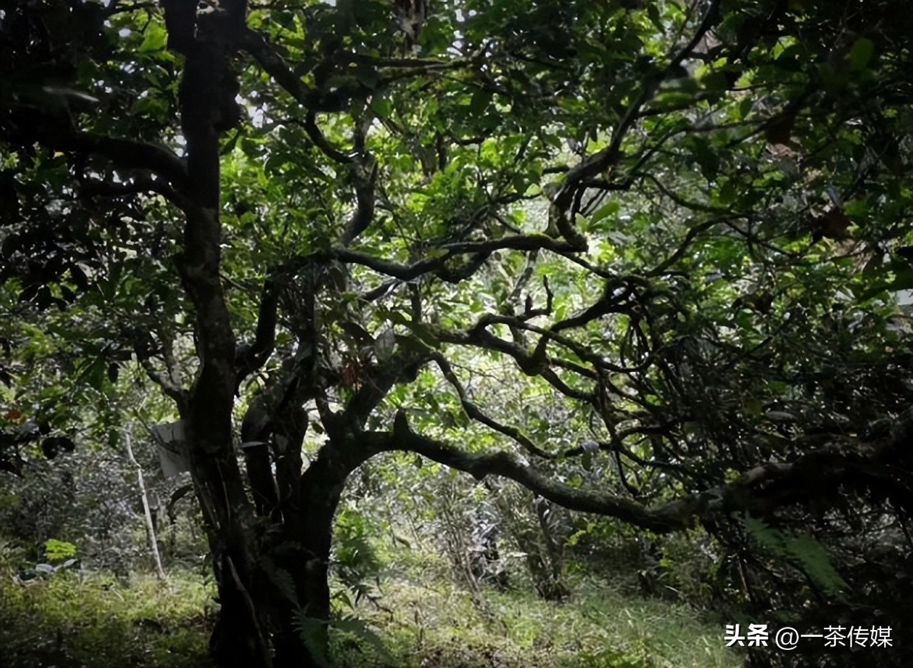 "Tea" precious cultural relics from the fragrance of the years - Yunnan ...