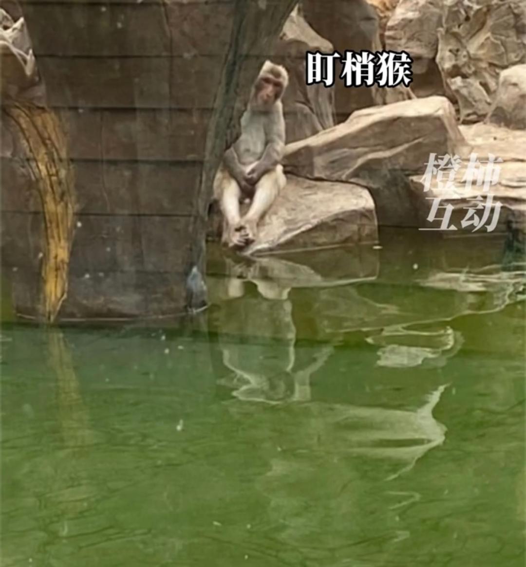 "Internet celebrity splashing monkey" provoked the monkey king to be ...