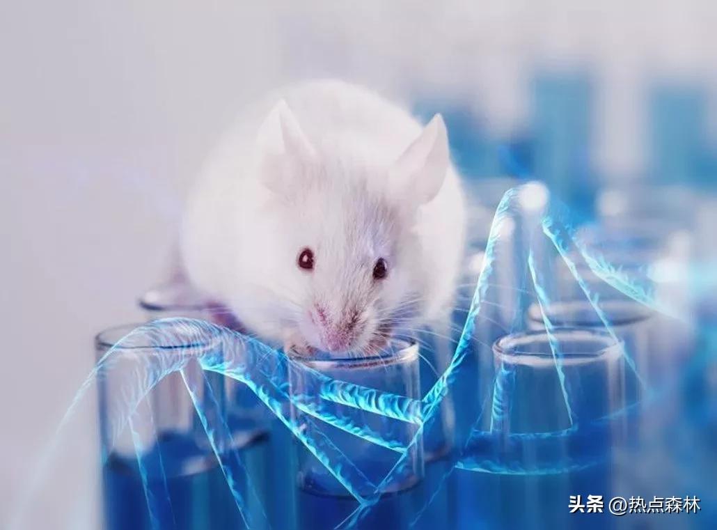 Is Japan's "human-animal embryo hybridization experiment" an innovation ...
