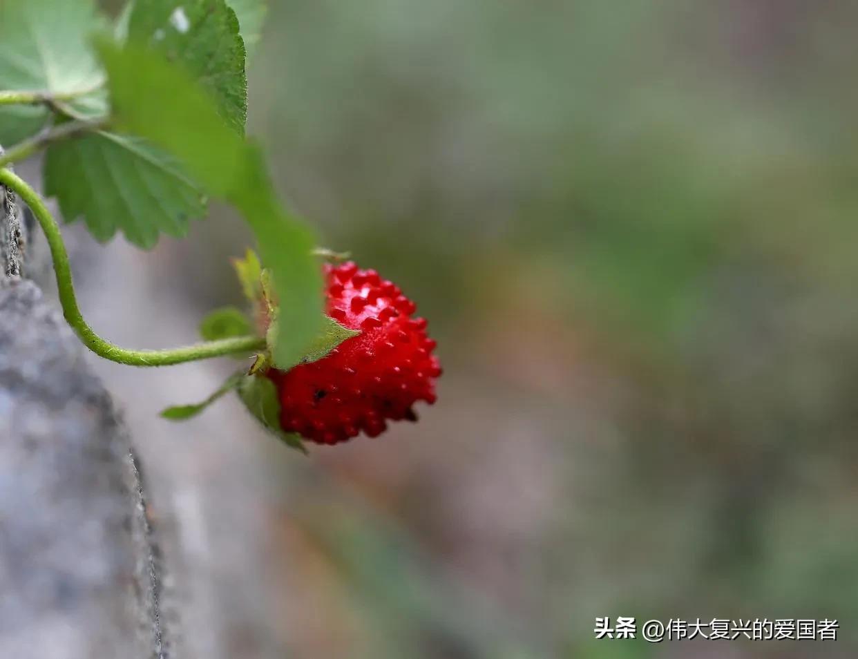 Many people have been deceived by their parents. In fact, snakeberries ...
