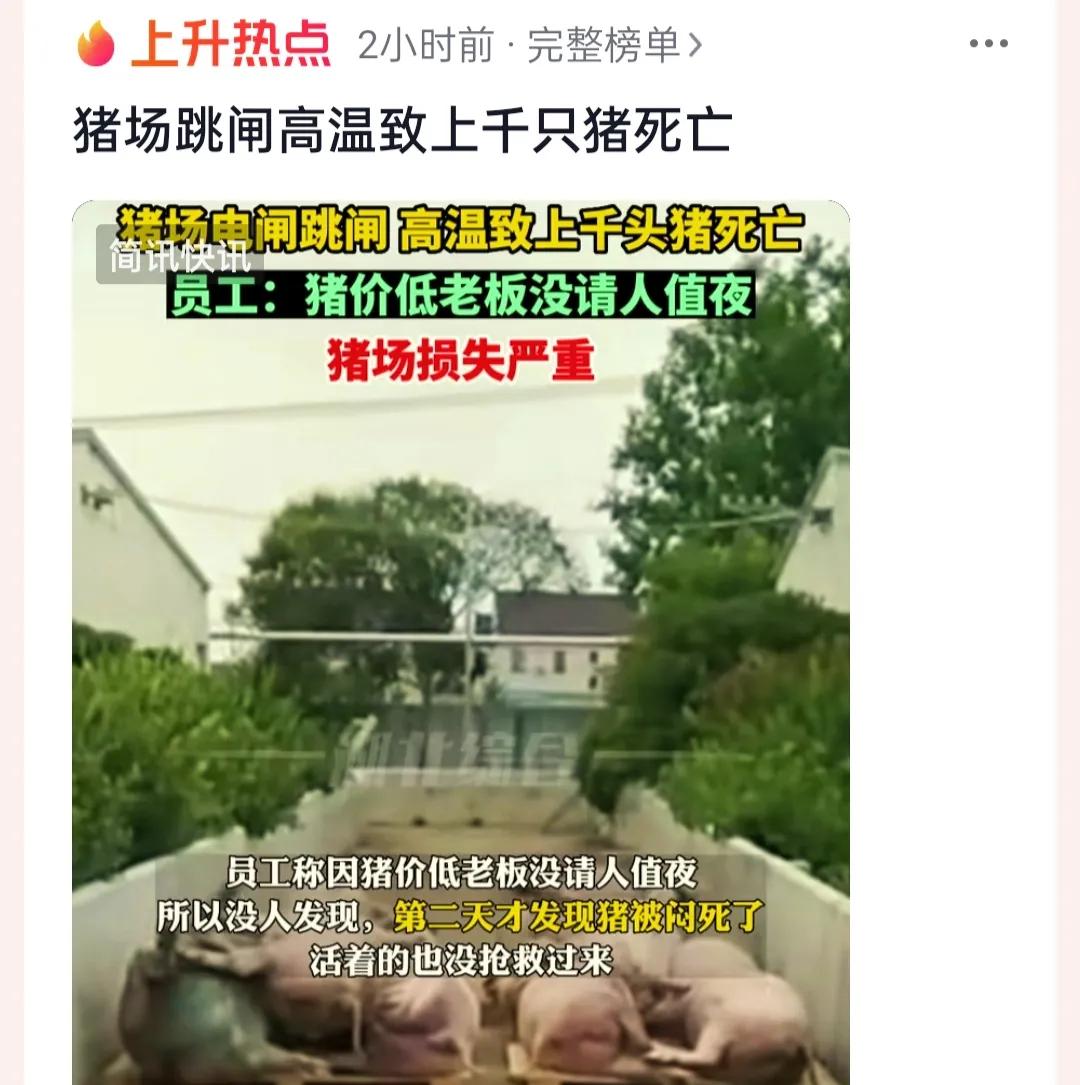 Behind the death of 5,000 pigs caused by high temperature: tens of ...
