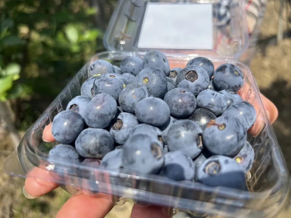 Blueberries, known as the "Queen of Berries", are ripening! Can't stop ...