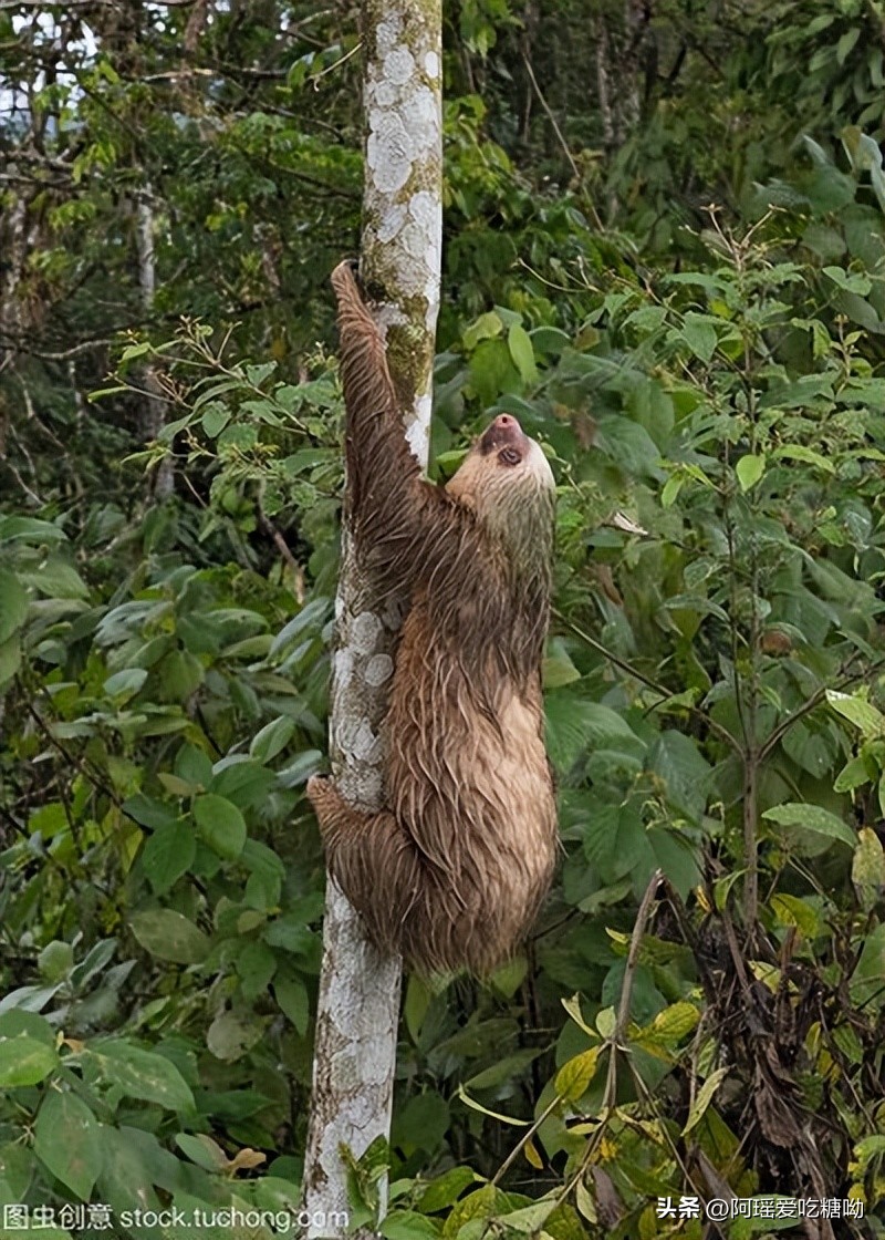 The world's most series ~ the laziest animal · three-toed sloth (also ...