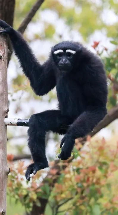 "The apes on both sides of the strait can't stop crying" - iNEWS