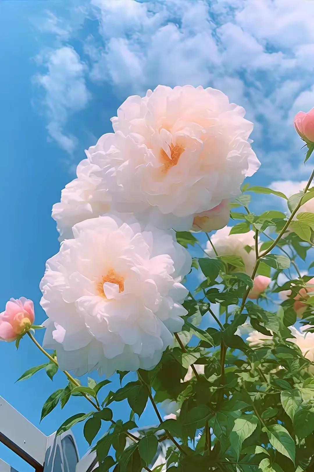 "Hundred Flowers Collection" (743) - iMedia
