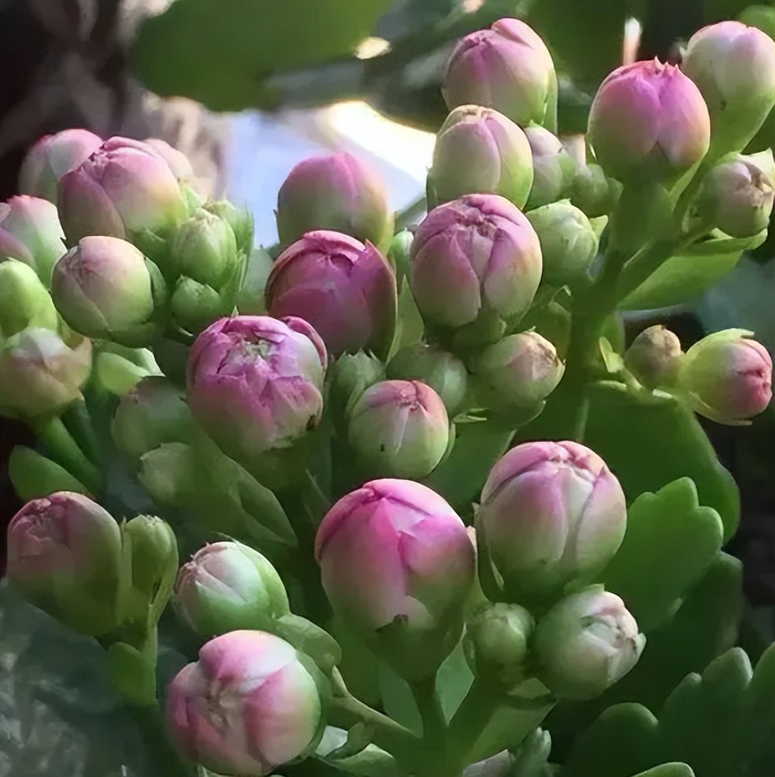 It's time to bud the longevity flower again, do these 3 points, let the ...