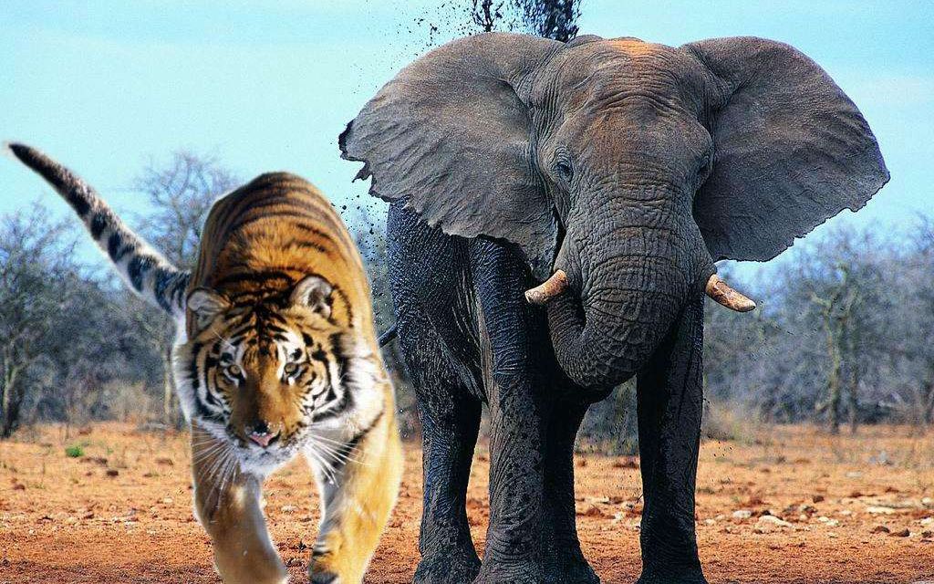 Can a tiger kill a full-grown, healthy elephant? Why? - iMedia