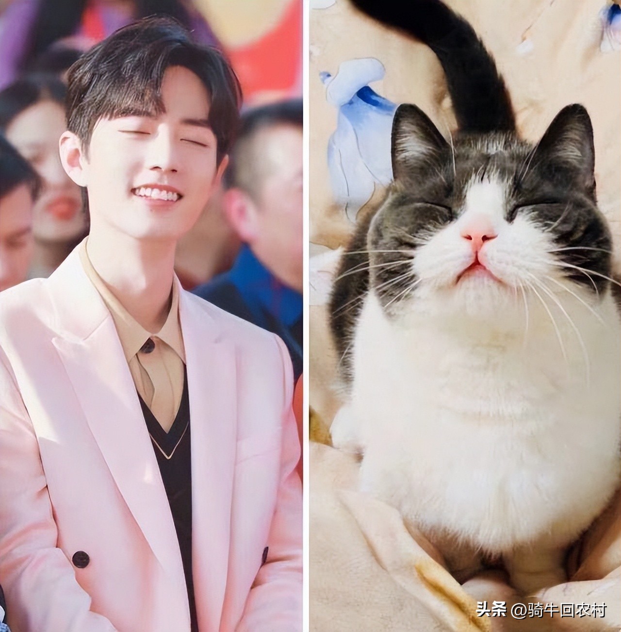 Xiao Zhan hits the dog's expression bag - iMedia