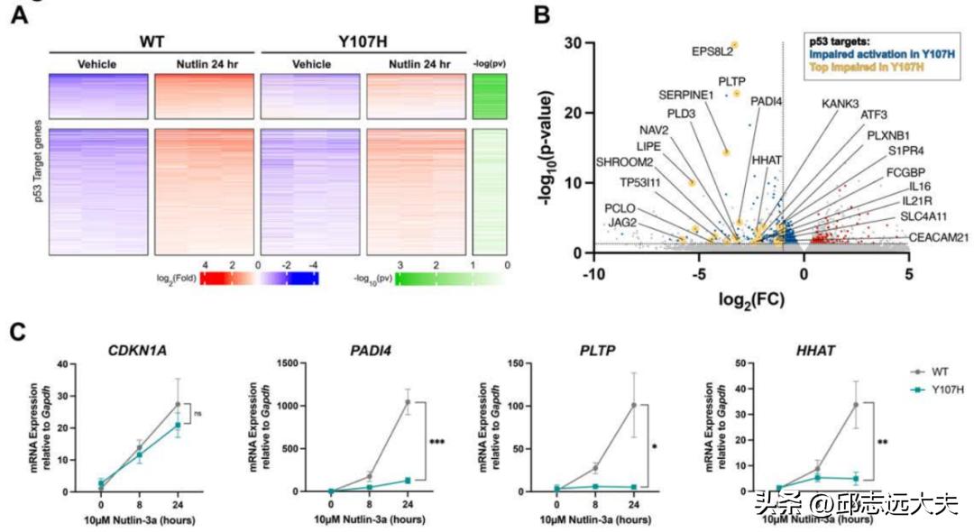 Cancer Discovery: Uncover the key mechanism of p53 suppressing tumor ...