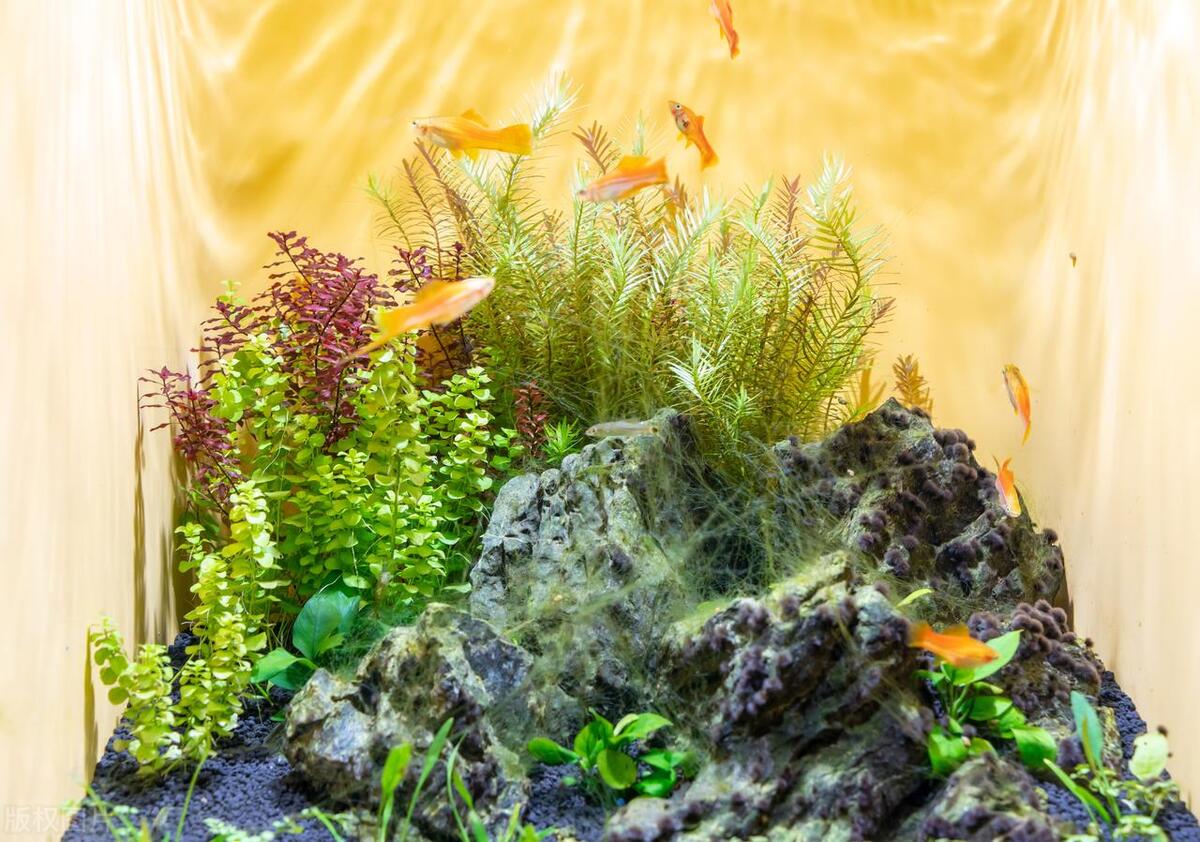 Selection of fish tank background materials - iNEWS