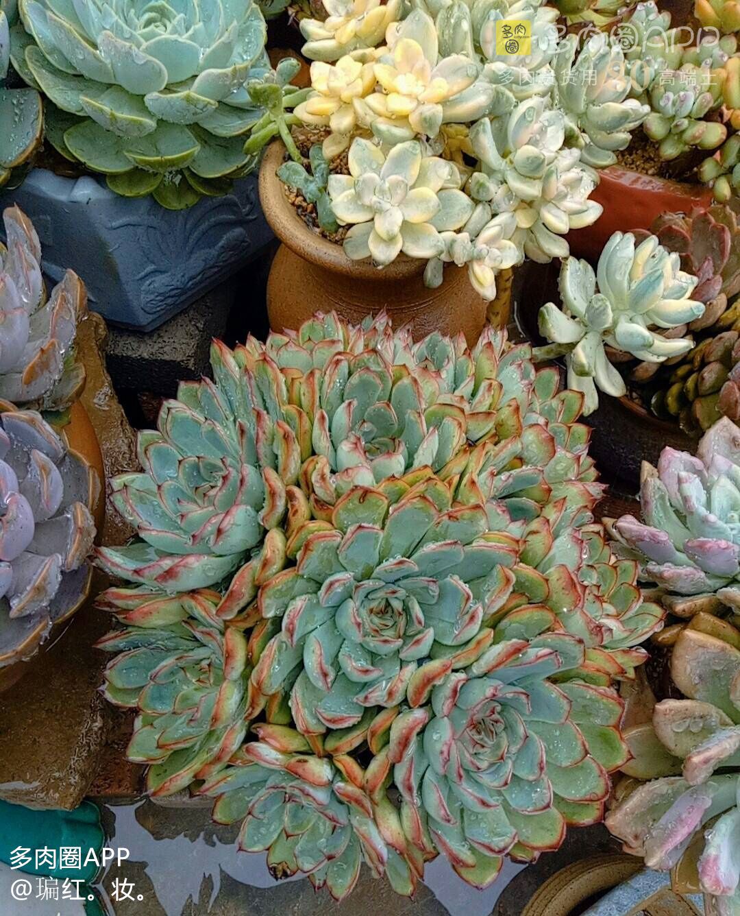 Practical and small methods of succulent reproduction, friends who like ...