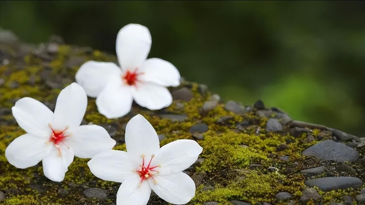 An Lan│If you suffer a loss, you will have a future blessing - iMedia