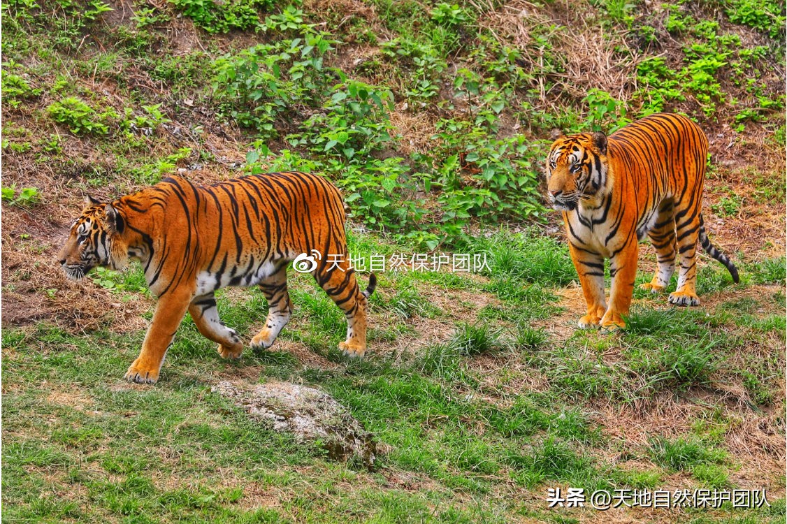 How Rare Wild Animals Disappear in Nature Reserves - iMedia
