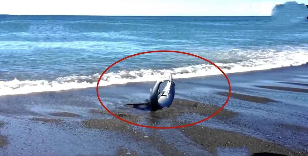 The stranded shark is in urgent need of rescue, and human beings ...