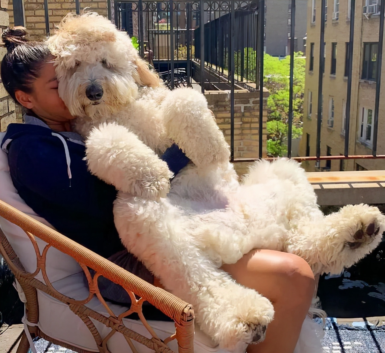 Why are there so few people raising "giant poodles", it turns out there ...