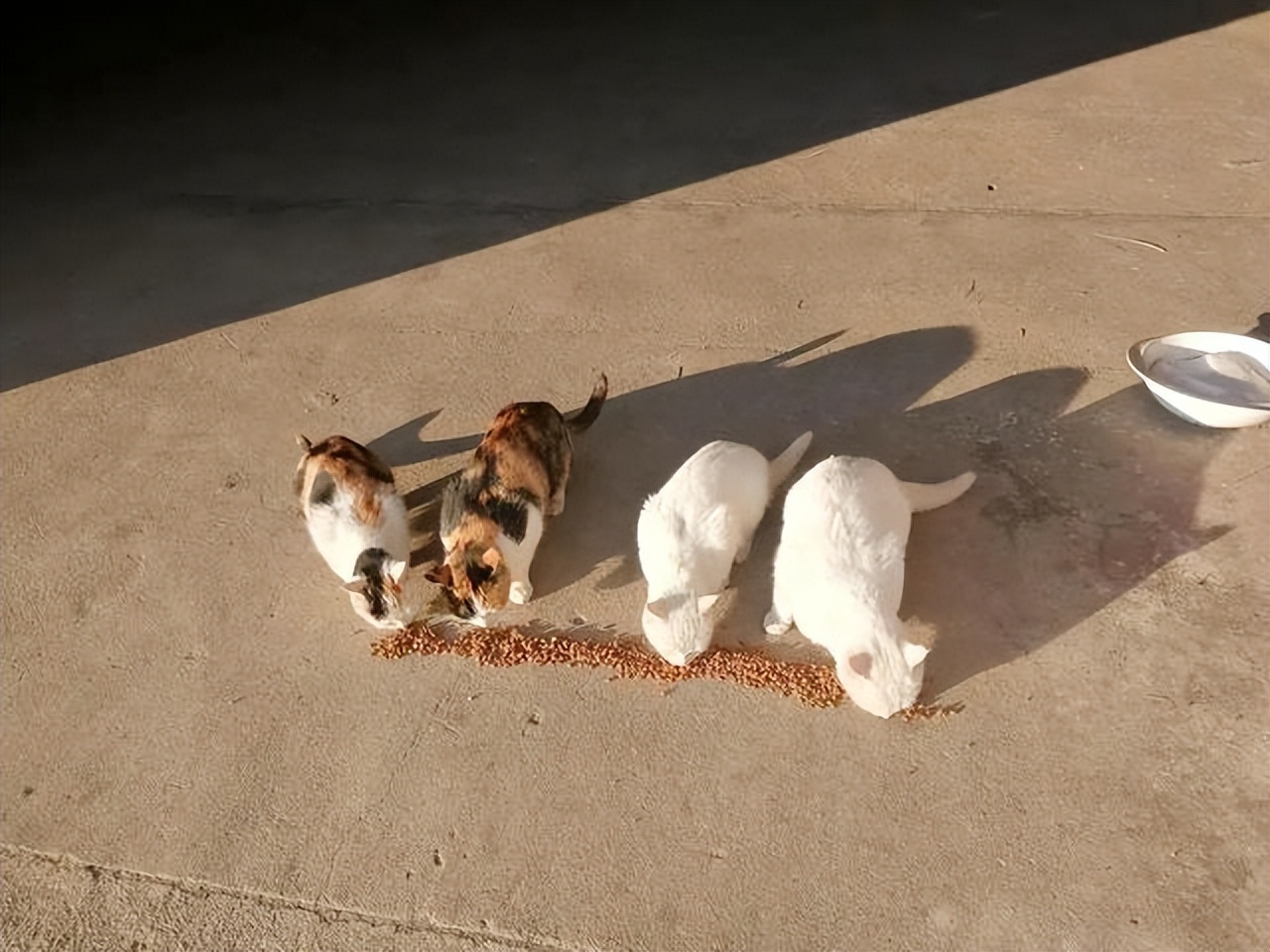 Want to adopt a "stray cat"? First figure out the difference between ...