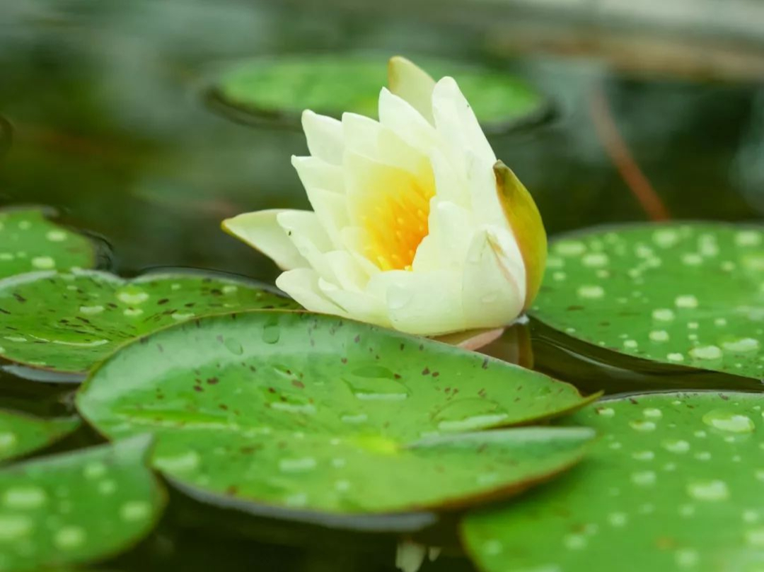 The beginning of summer is approaching, and during the alternation of ...