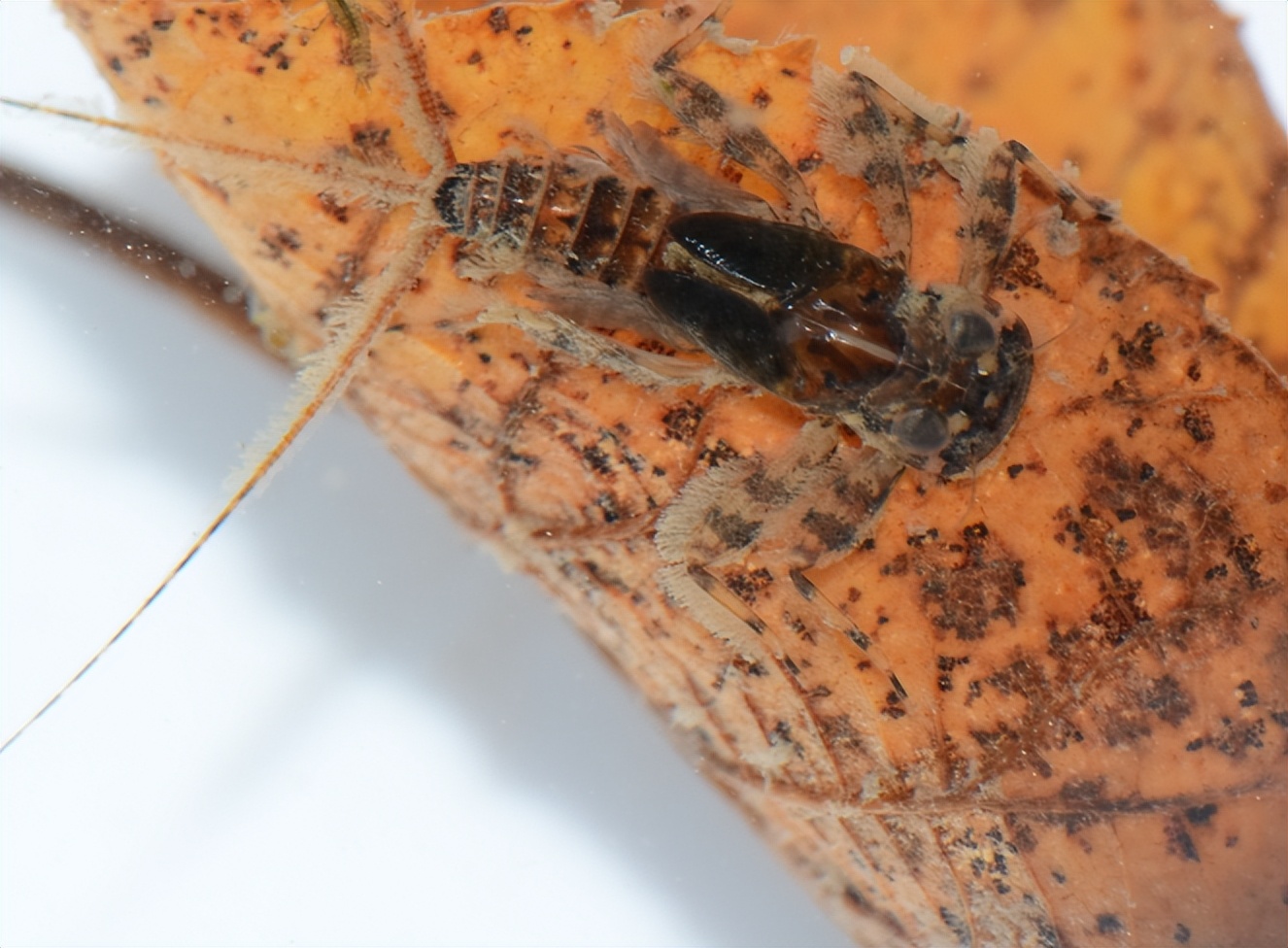 Life and death, the shortest life is only 5 minutes, mayfly takes 350 ...