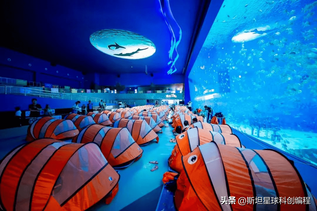 Whale Ocean Night, sleep with sharks, experience the wonderful night of ...