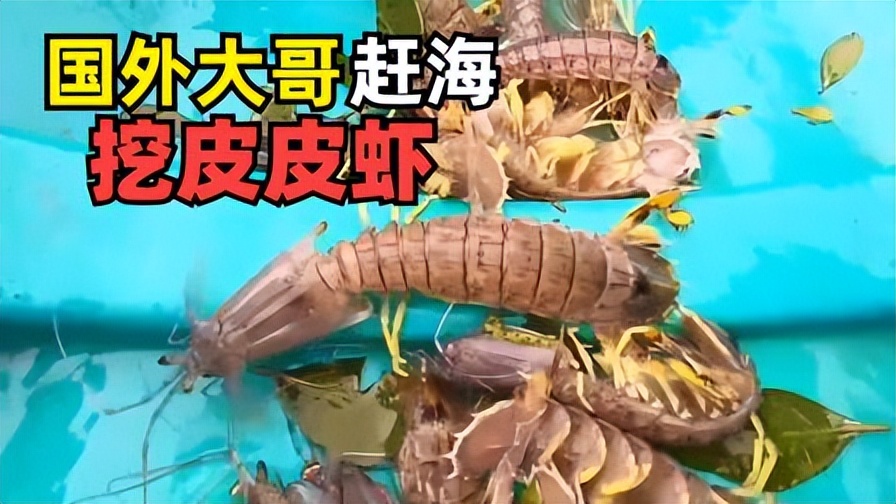 Digging down the seaside along the arm-thick cave, the harvested Pippi ...