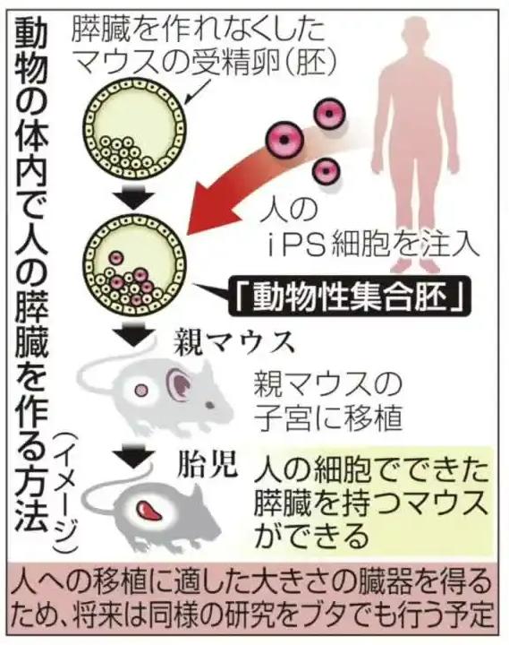 Japan has completed the first batch of "human-animal hybrid embryos ...