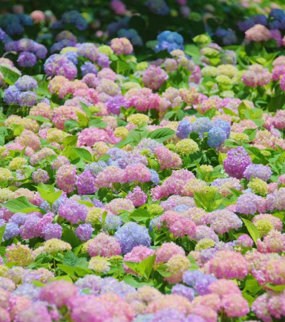 Fall at a glance! Summer hydrangea exclusive romance, just waiting for ...