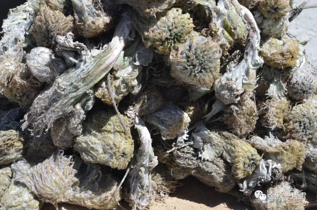 Forest Life: Snow Lotus - iMedia