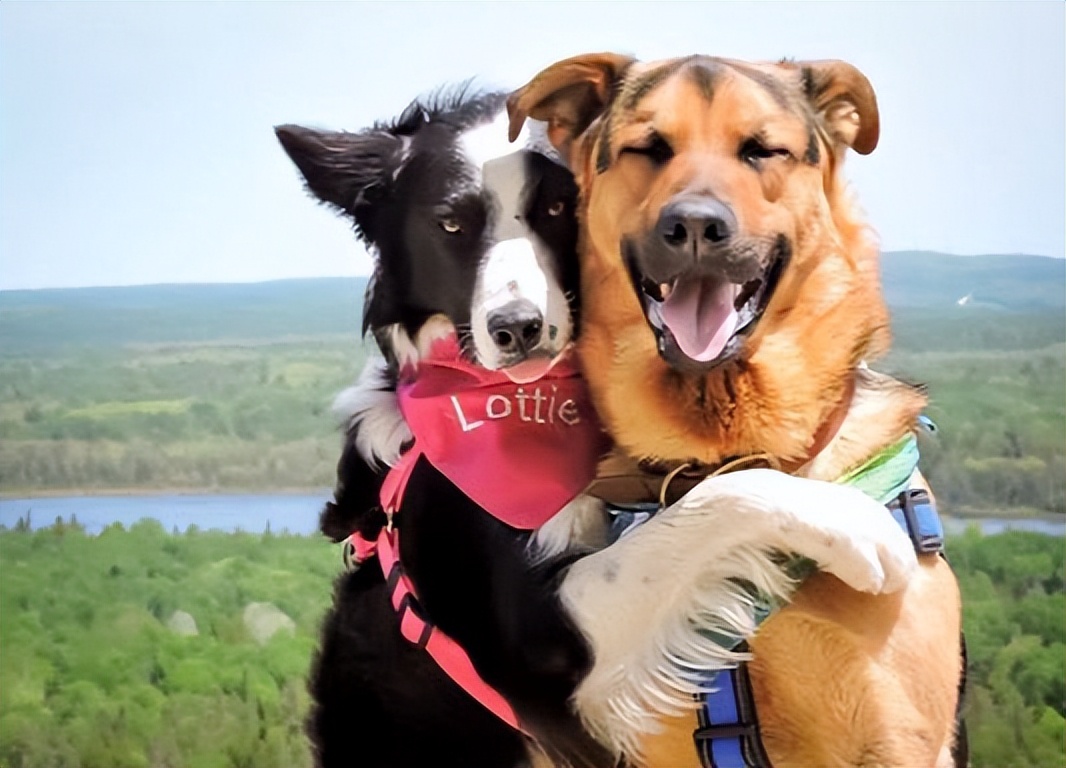 Why can't dogs be interrupted when they are mating? - iNEWS