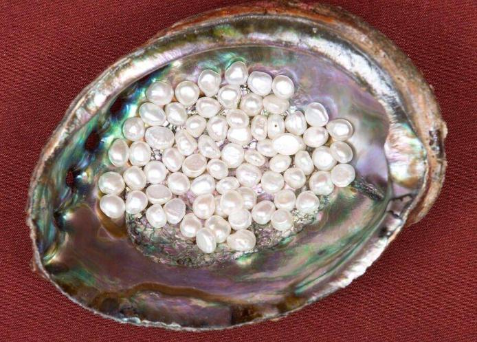 How are pearls formed? Are they all produced from mussels? - iNEWS