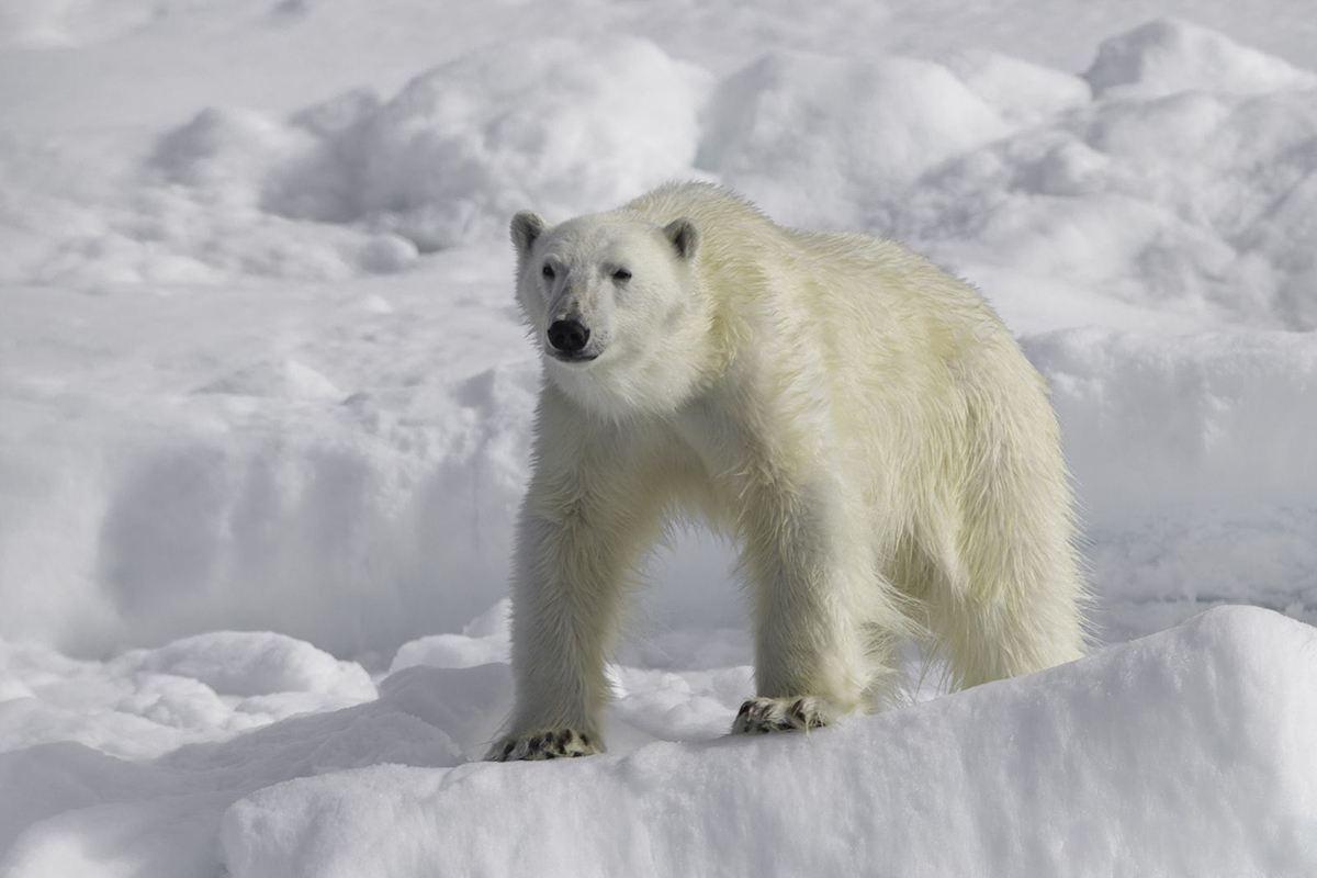 Worst bear ever?Mistaken for a polar bear sent to the North Pole ...