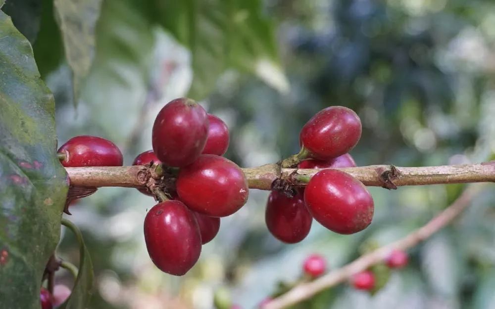 Specialty coffee professional terminology, after reading the collection ...