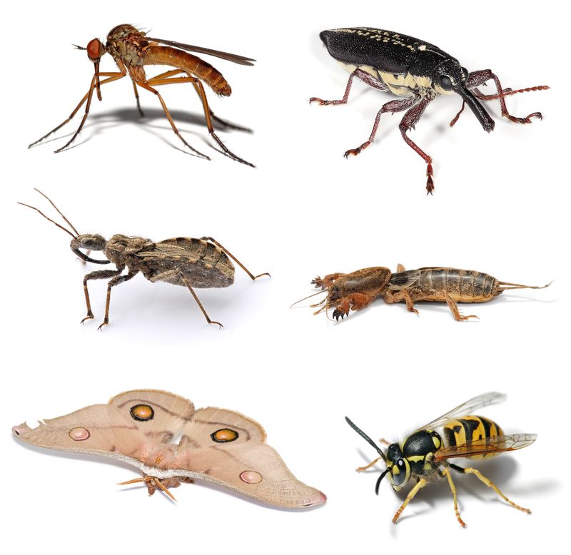 Trisolarans who regard humans as bugs seem to have forgotten the fact ...