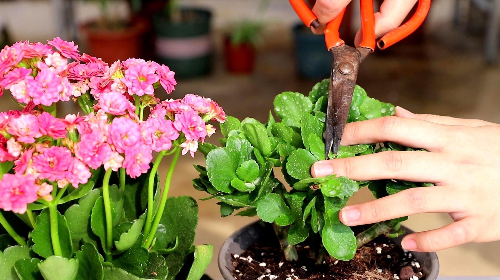 How to raise longevity flowers after they are finished blooming? Do ...