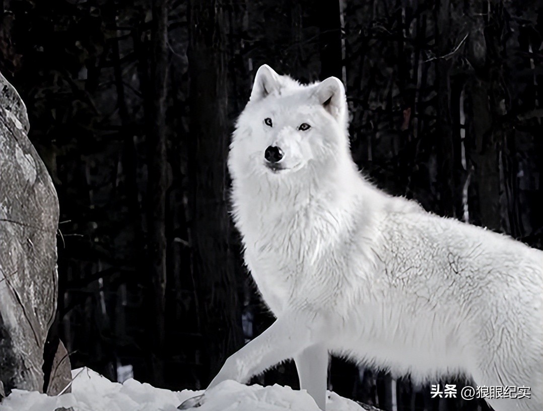 Extinct animal, Newfoundland white wolf. - iMedia