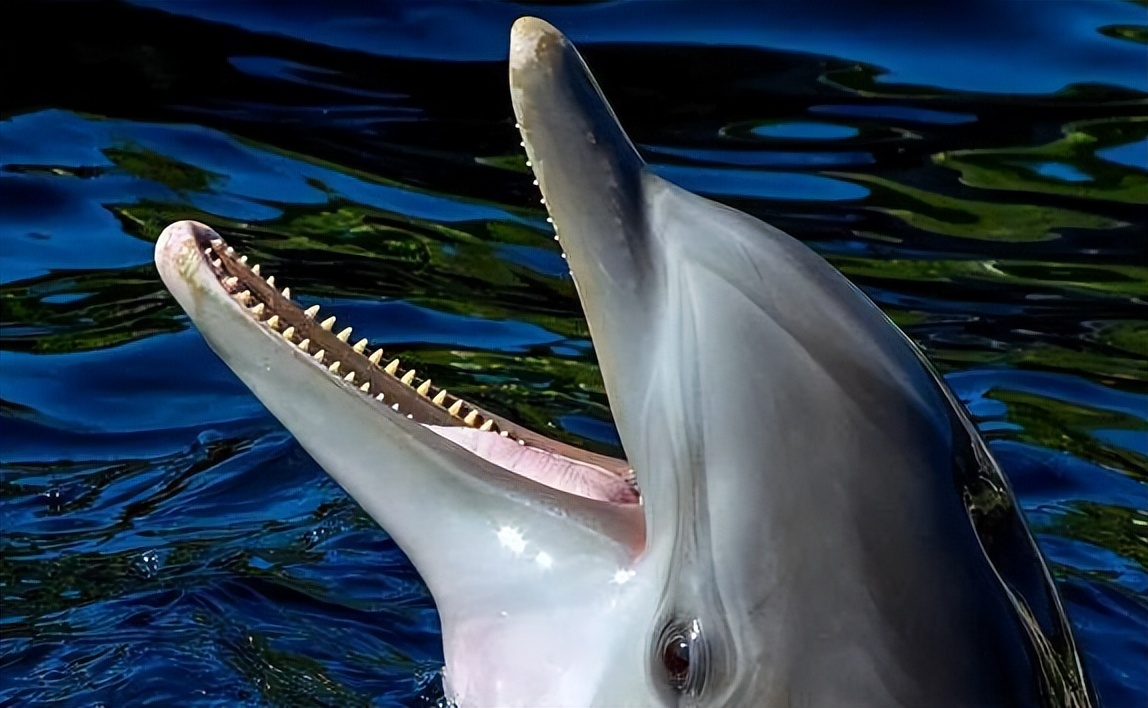 Dolphin serial wounding cases occur frequently, and 2 people in Japan ...