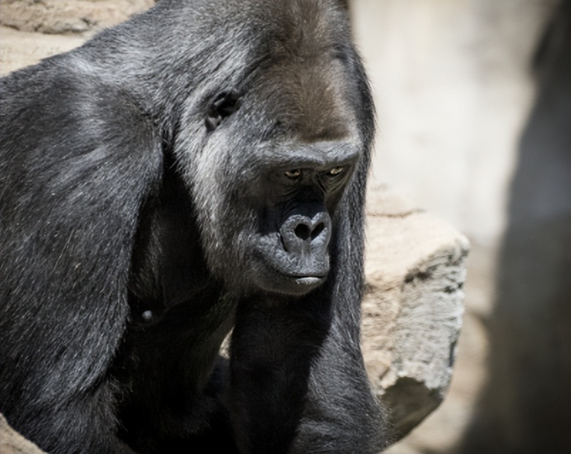 Social Intelligence of Gorillas: Studies in Behavior, Communication and ...