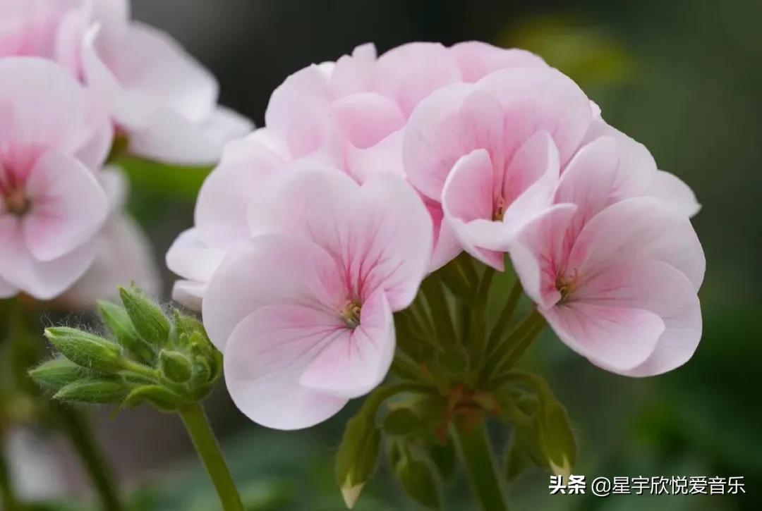 Share a picture - beautiful geraniums - iNEWS