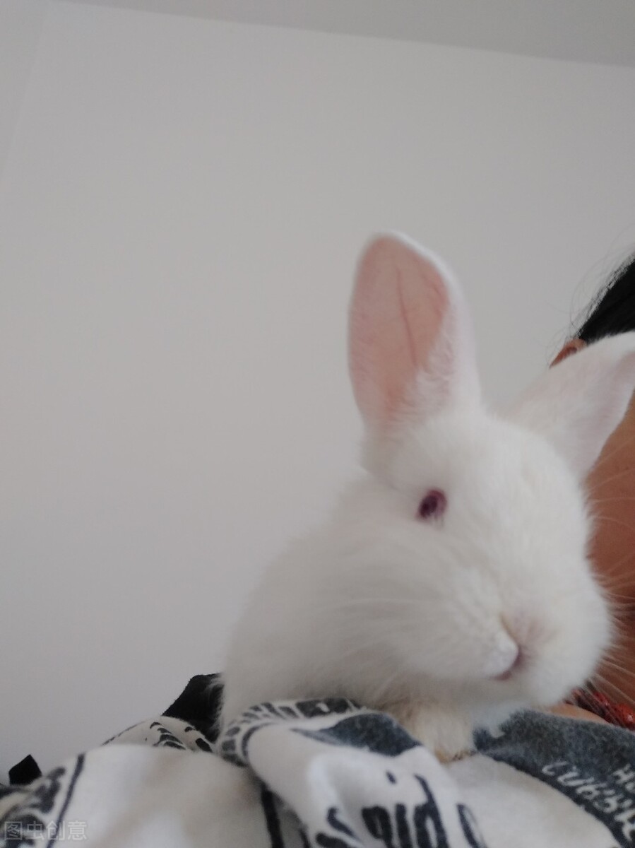 Rabbit pulls a lot of soft stool - iNEWS