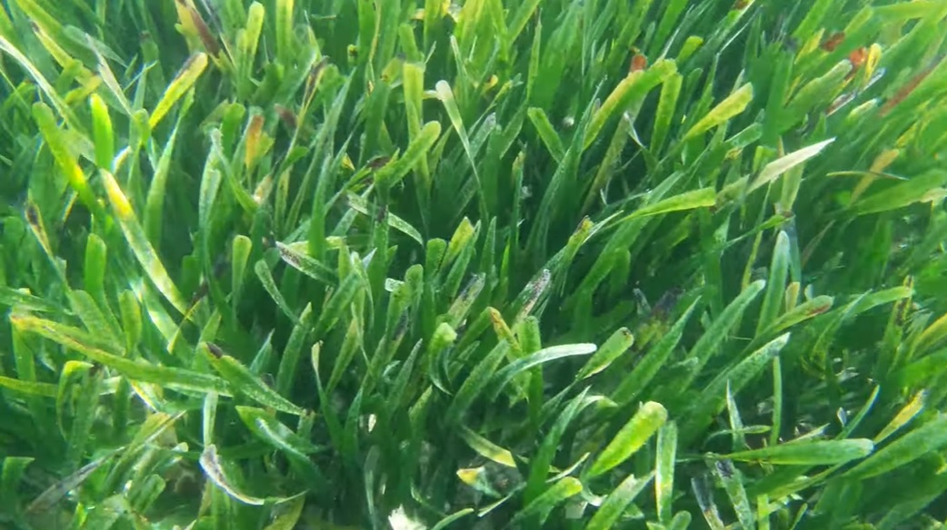 World's largest plant discovered in Australia!It has grown for 4500 ...