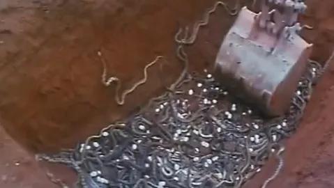 Childhood shadow memories, 1982 thriller movie "Human Snake Wars" - iMedia