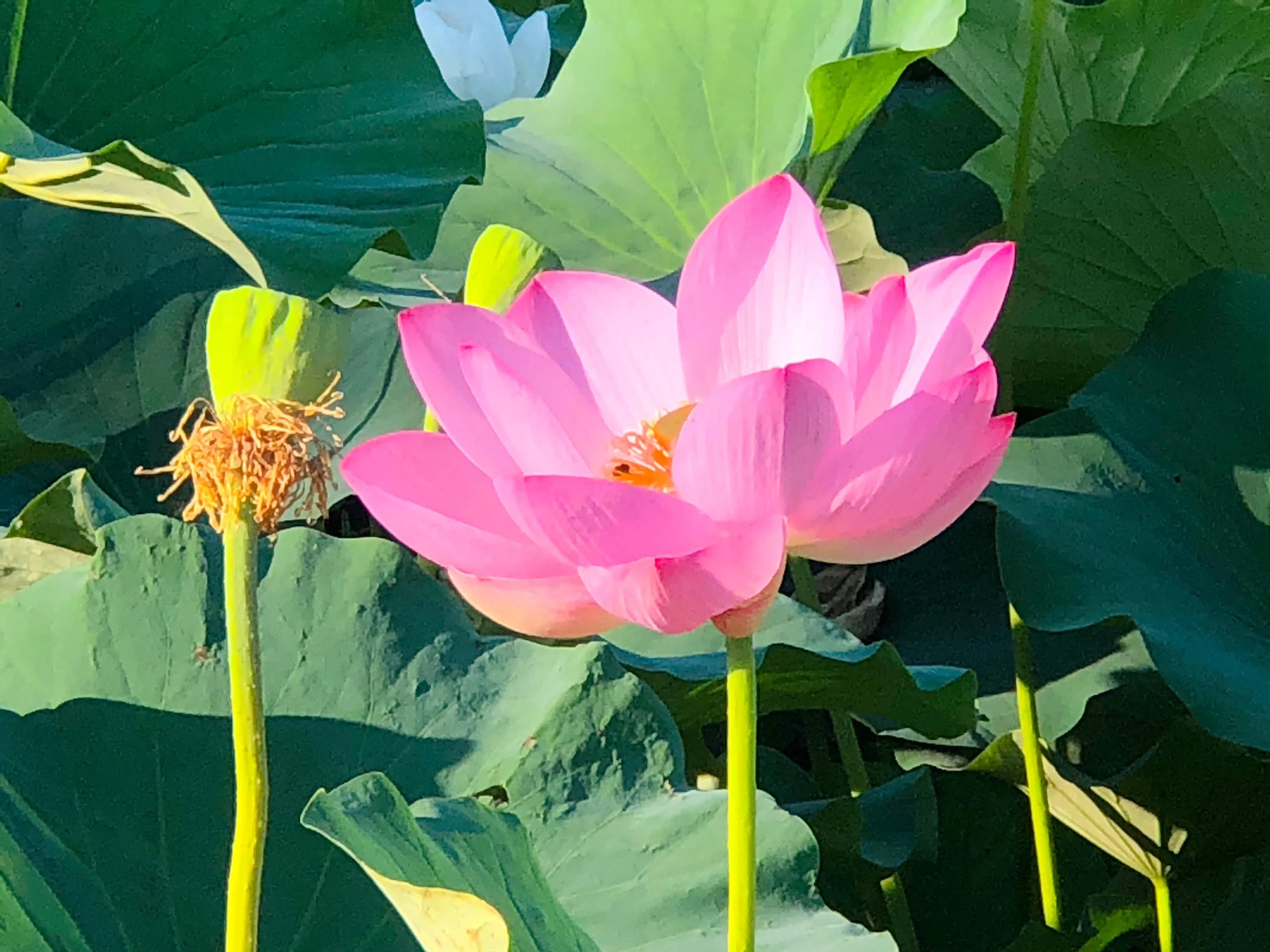 The lotus place in the international village - iNEWS