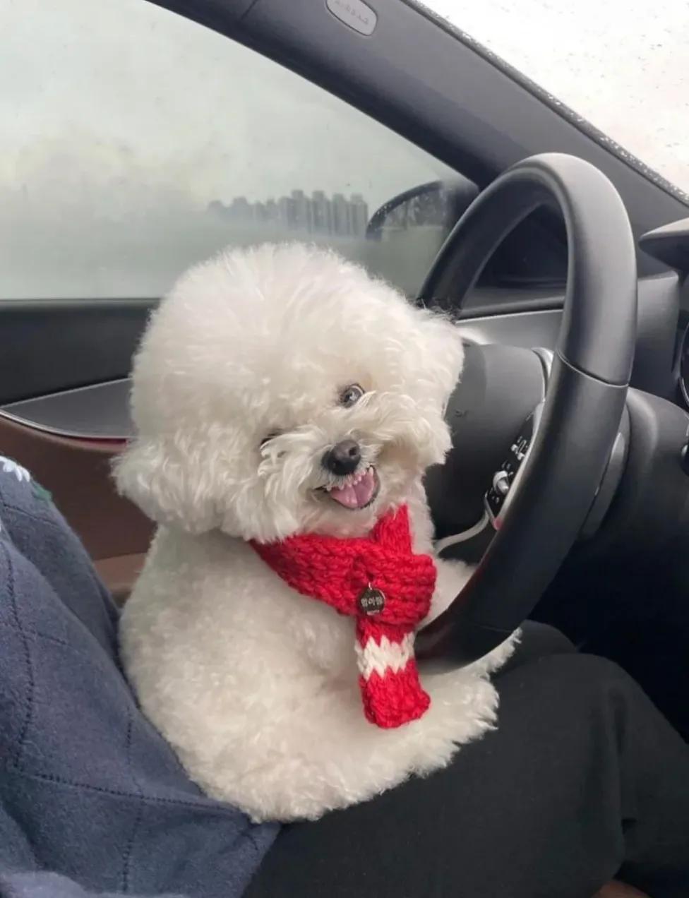 It is the first time to raise a bichon cub, a faithful suggestion for ...