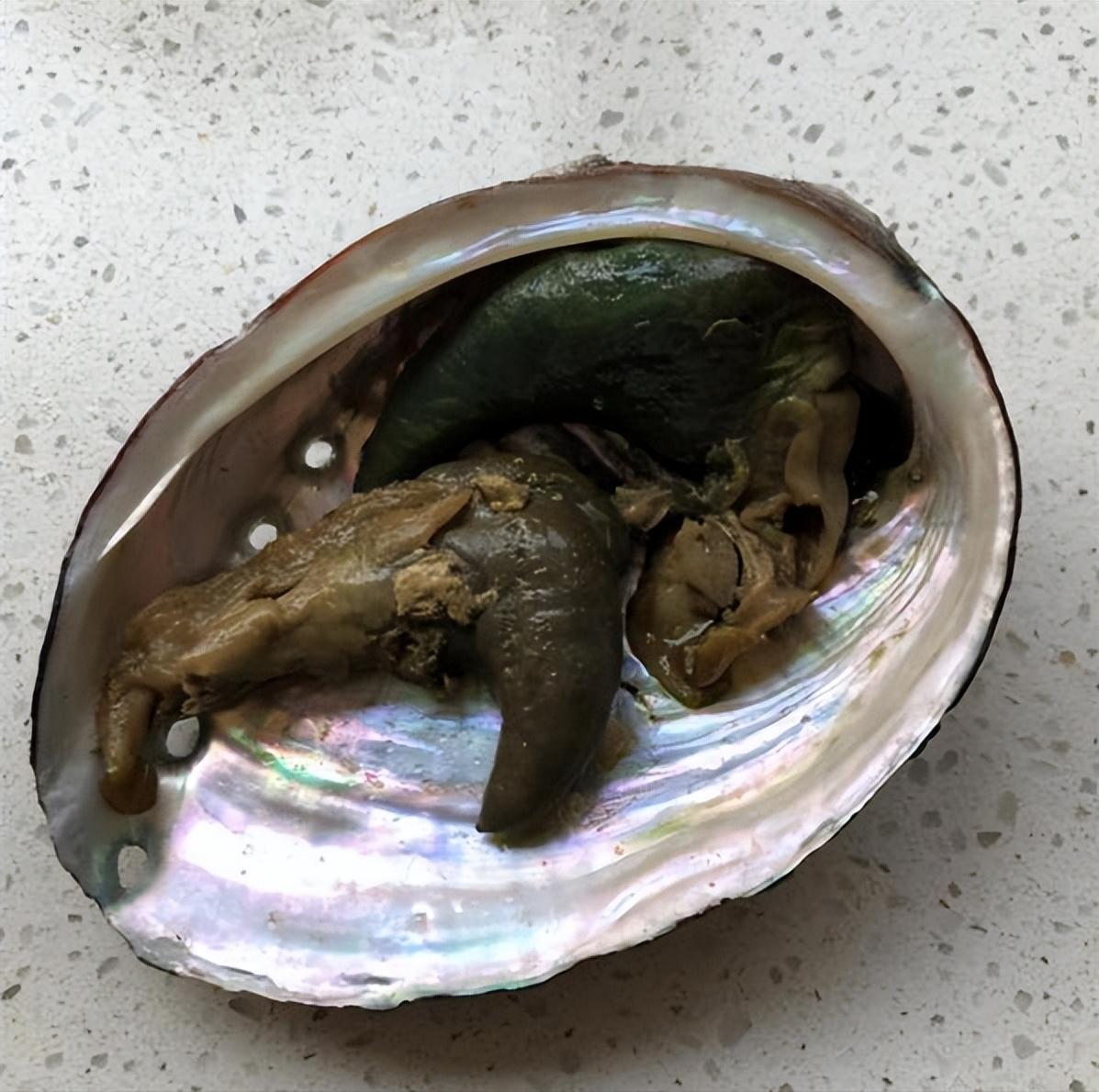 Are abalone tails yellow or poisonous poop? Why the Japanese like to ...