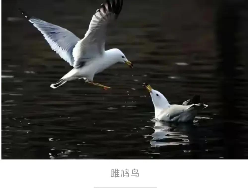 The Book of Songs·Guanju: It is also good to keep a pure heart of love ...